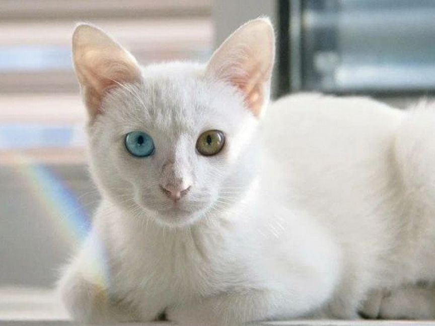 Кот белый с разными по цвету глазами