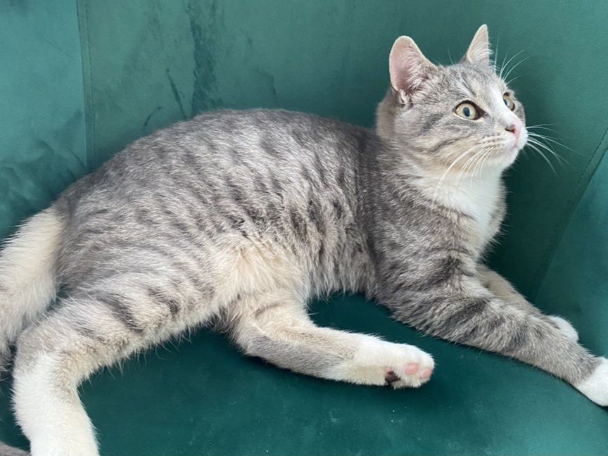 Котята 5 месяцев