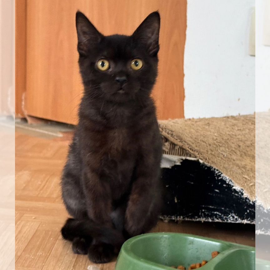 Прикольный котенок