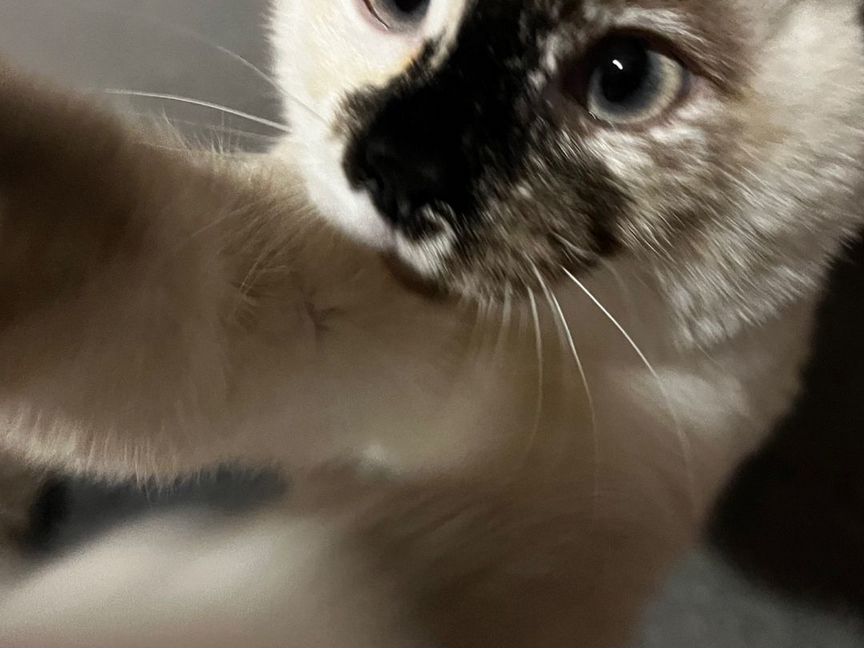 Котёнок (сиамская метис)