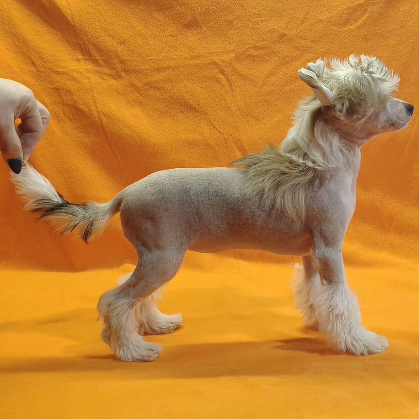 Китайская хохлатая, щенок