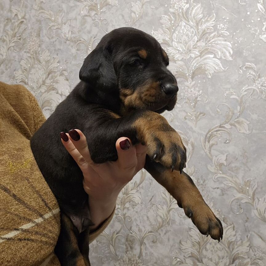 Щенки добермана