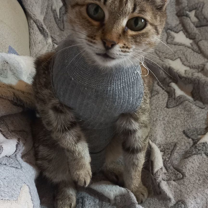 Кошечка стерилизованная