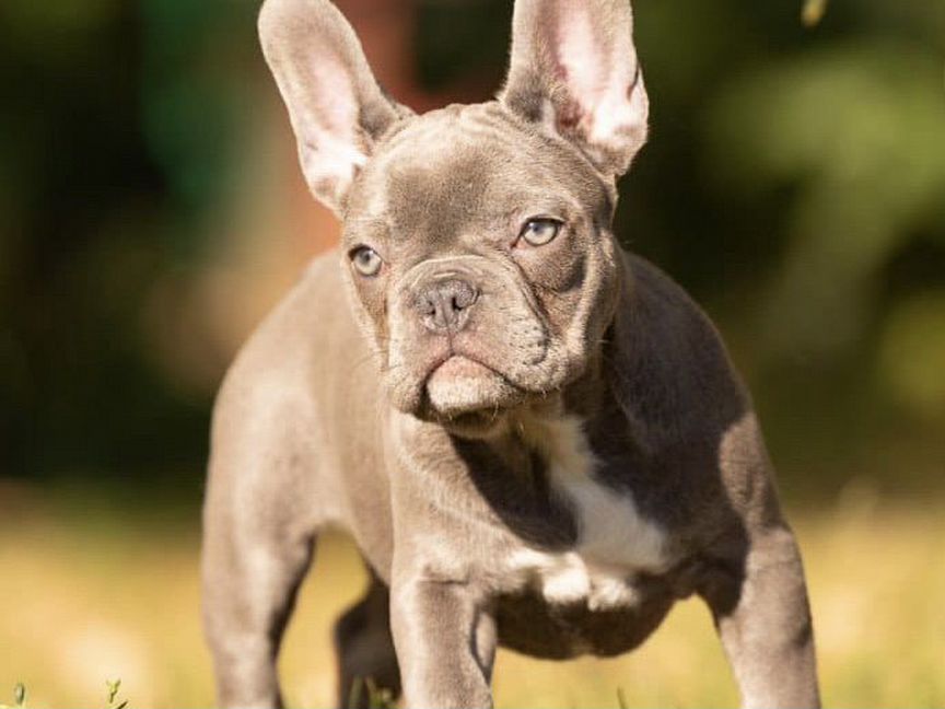 Французский бульдог, девочка