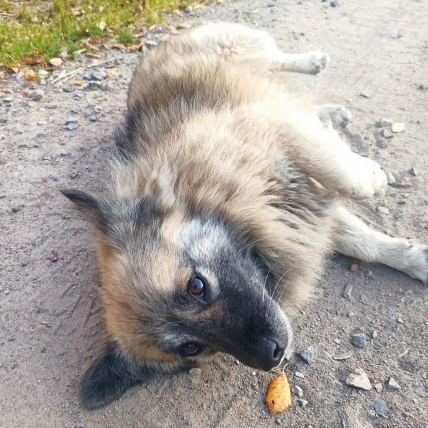 Чудо пёс, собака в добрые руки, маленькая собака