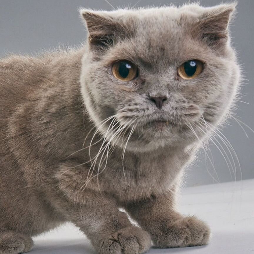 Шотландская вислоухая короткошёрстная, взрослая кошка из приюта