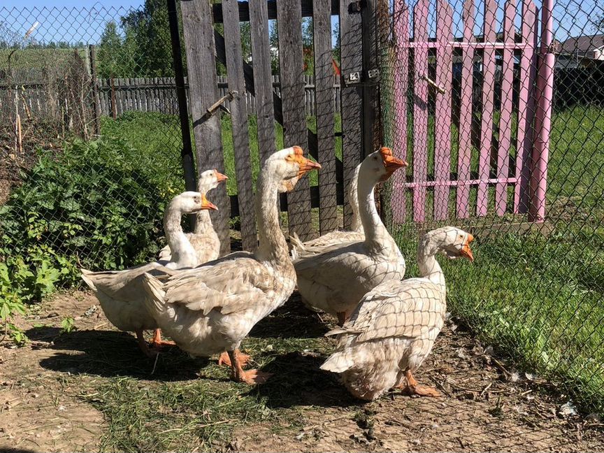 Гуси