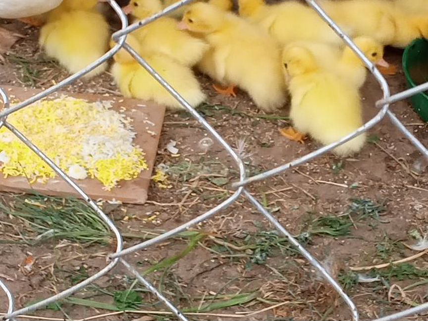 Мускусные утята