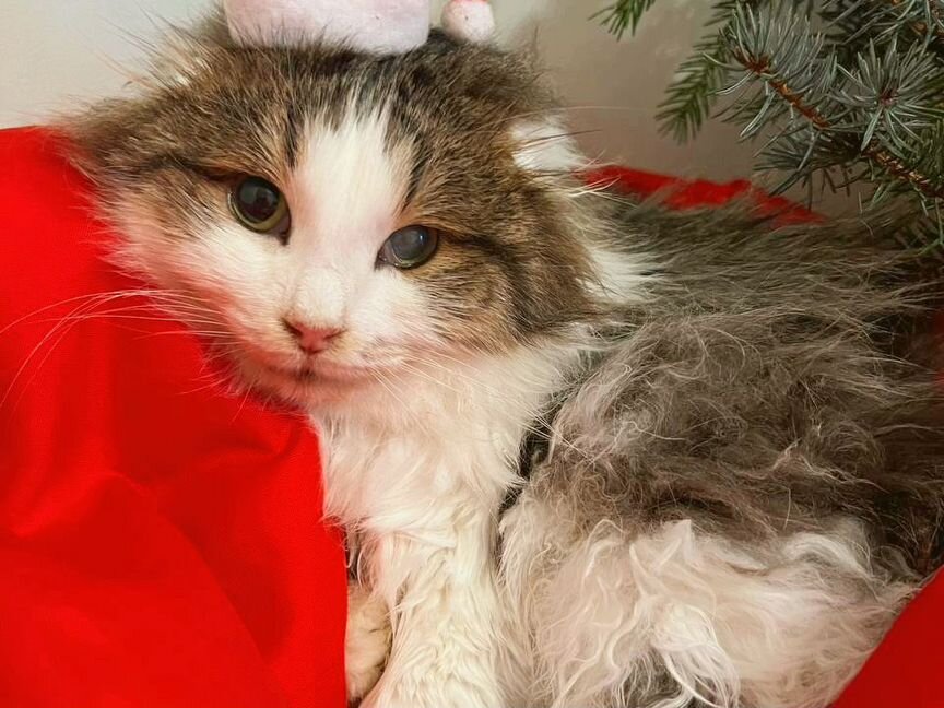 Котенок Тедди