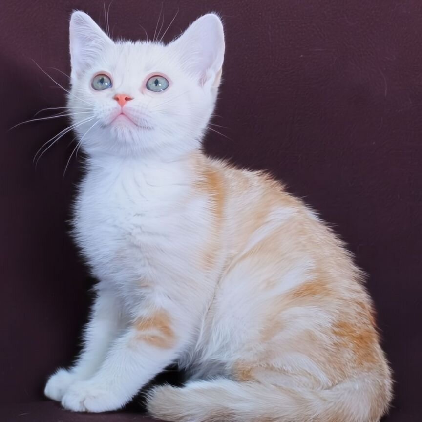 Американский короткошёрстный котёнок