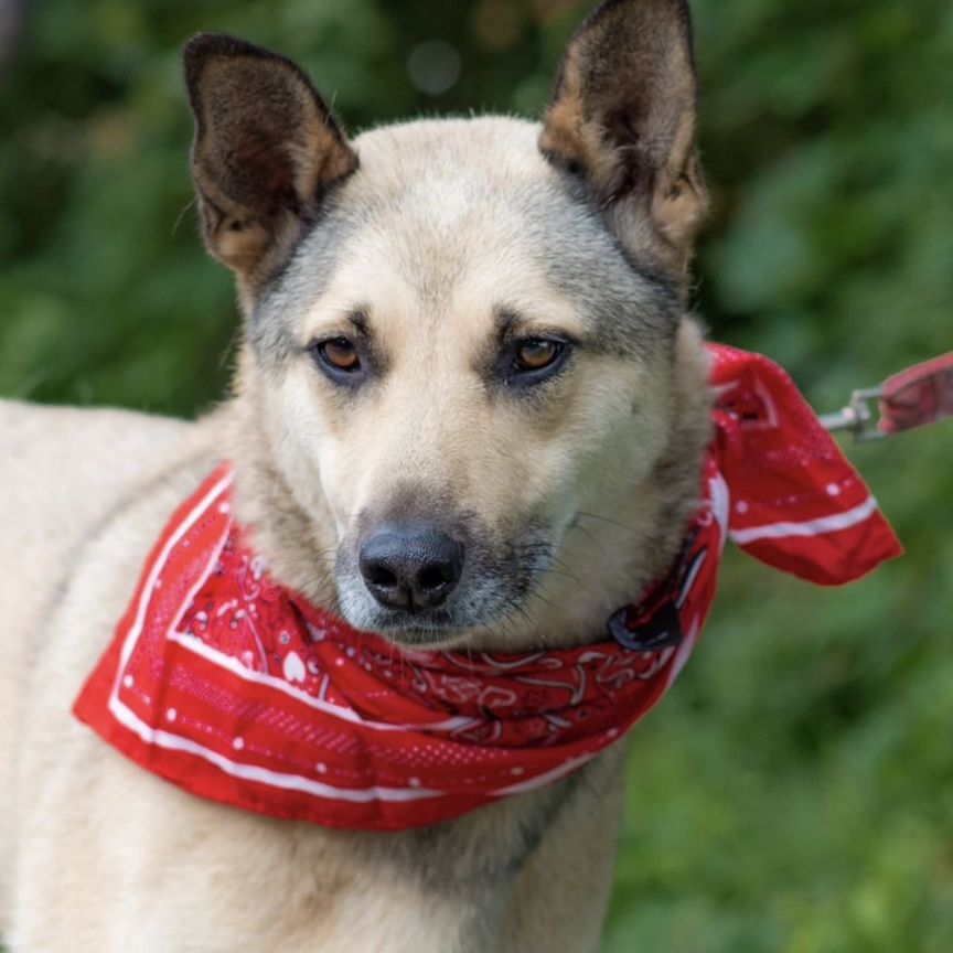 Ищем дом для Лизы