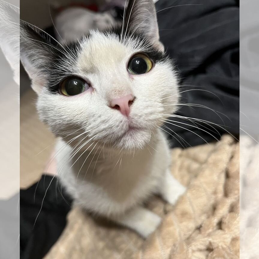 Котёнок в добрые руки