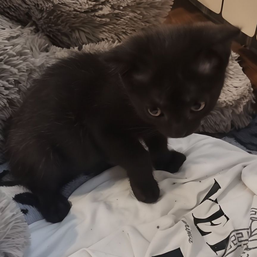 Сибирский котёнок