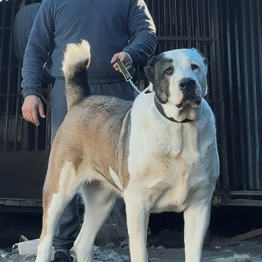 Среднеазиатская овчарка, взрослая собака