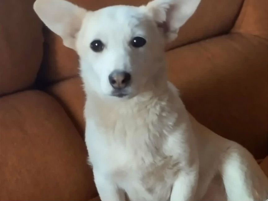 Пëсик Зайка