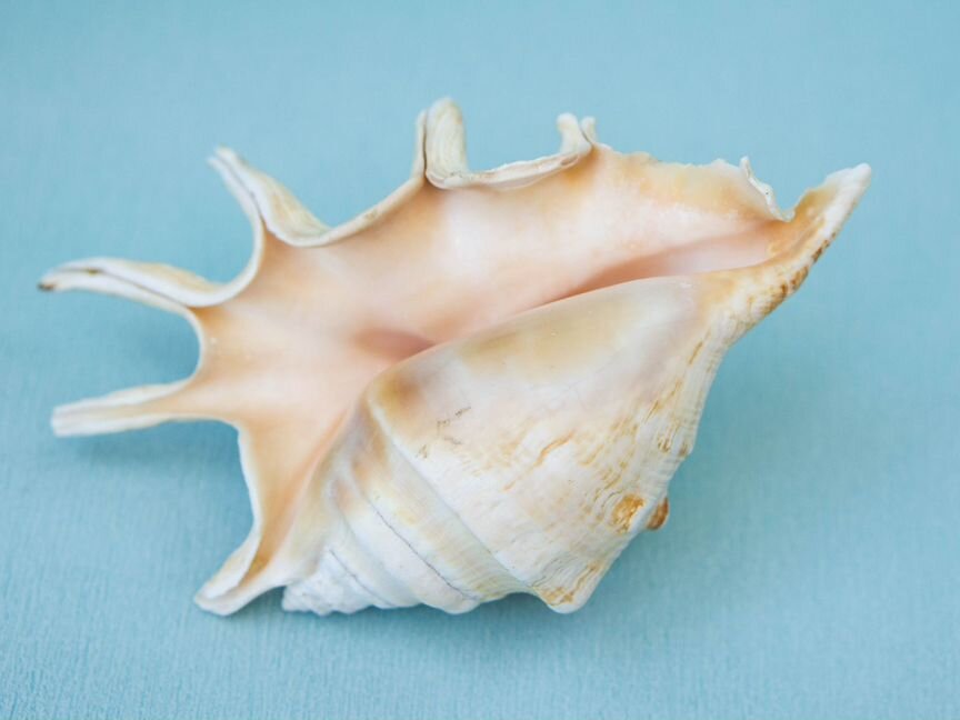 Большая морская раковина ракушка лямбис аквариум