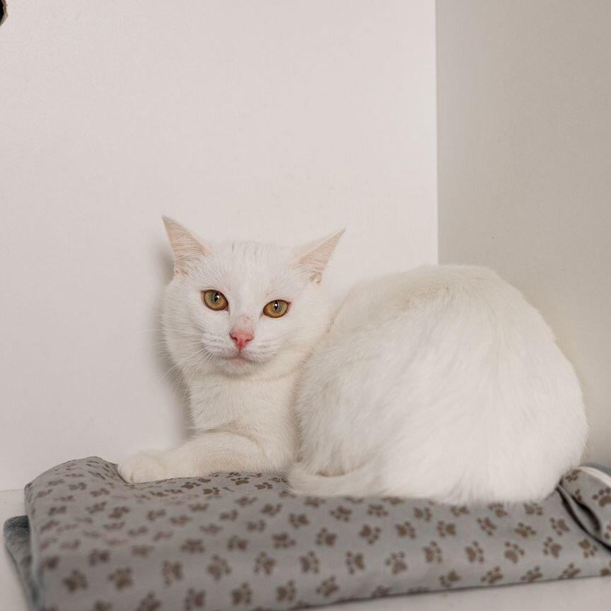 Белоснежная красавица в поисках дома