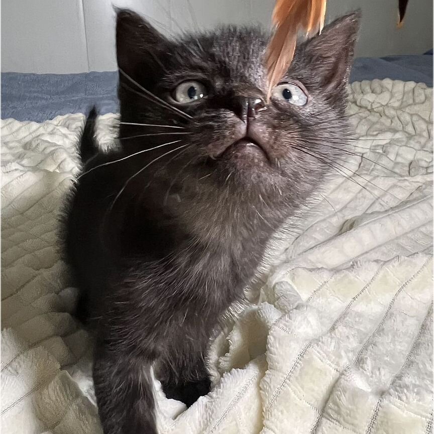 Котенок чёрный. Бесплатно. В добрые руки