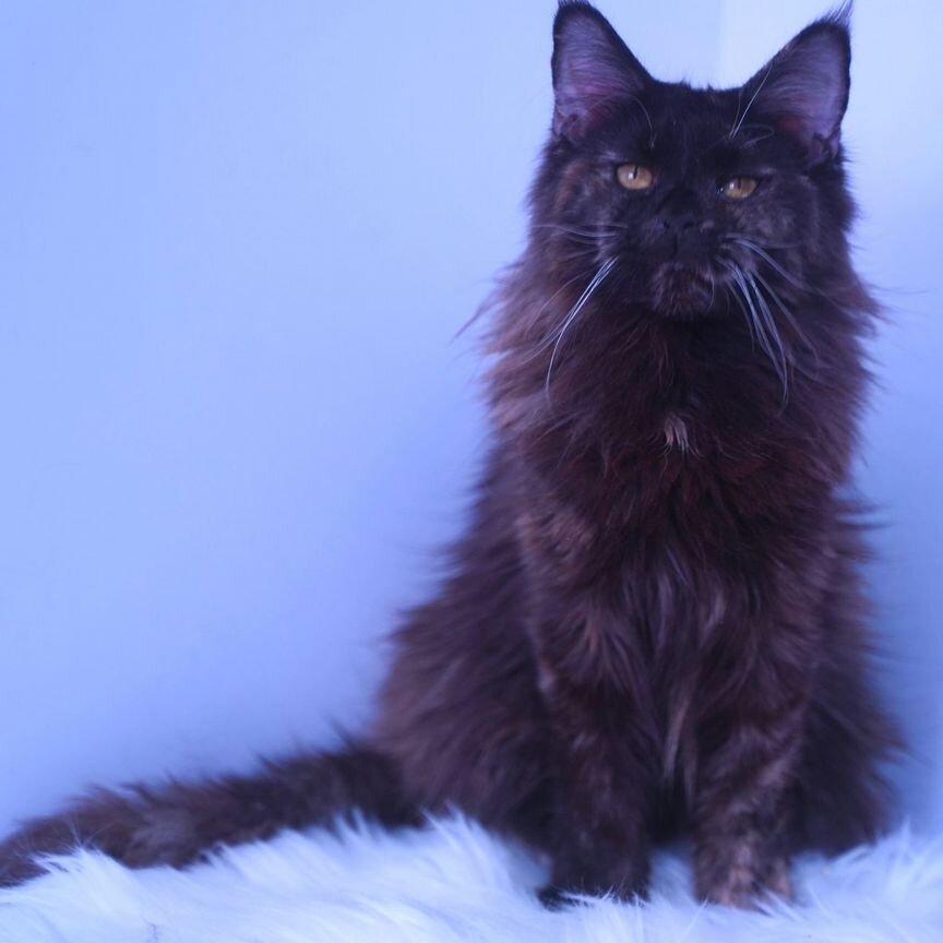 Мейн-кун котёнок