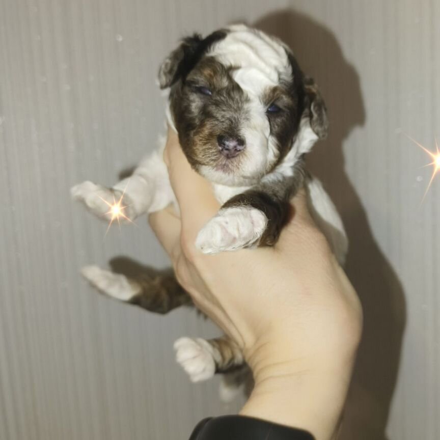 Той-пудель, щенок