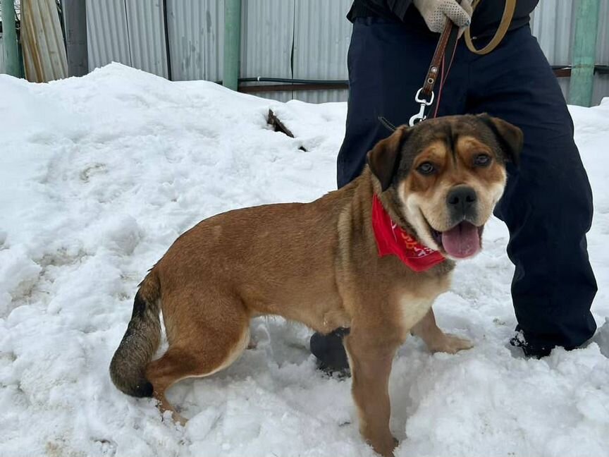 Баста-собака из приюта ищет дом