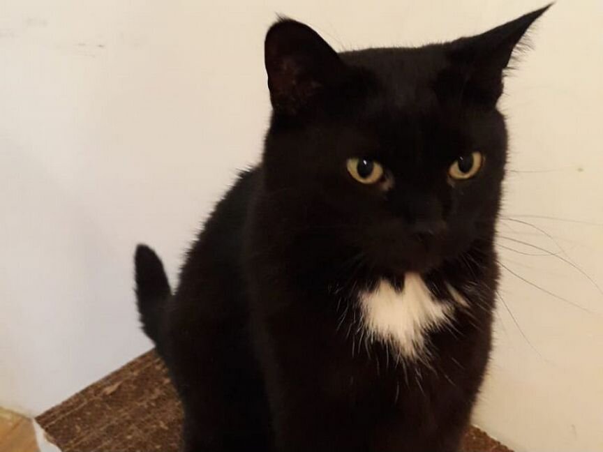 Кошечка красавица Багира