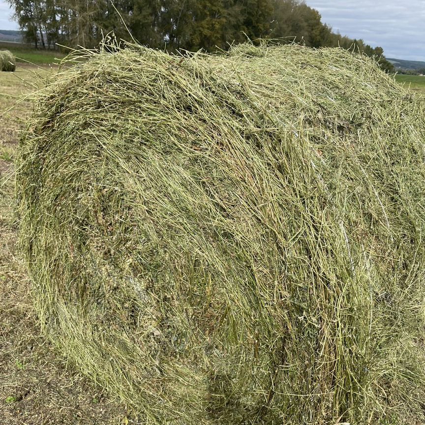 Сено люцерны в рулонах