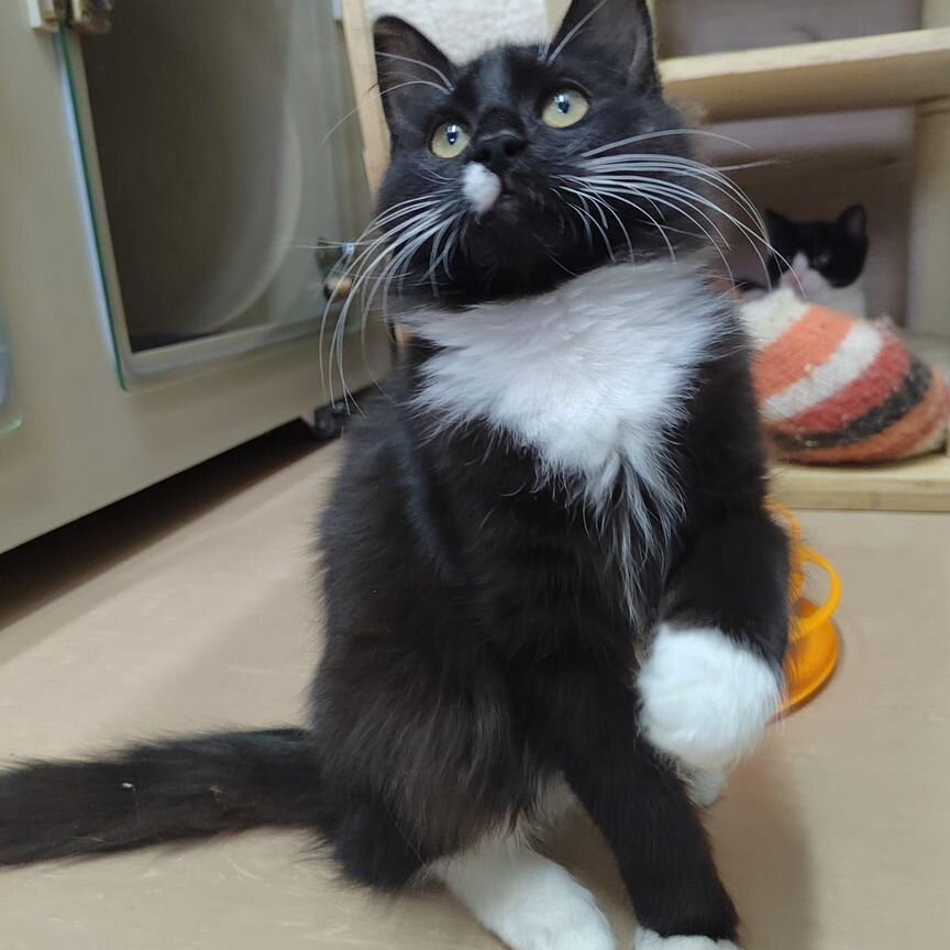 Котенок мальчик 4 месяца привит