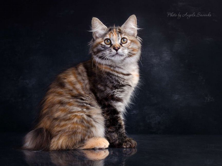 Курильский бобтейл