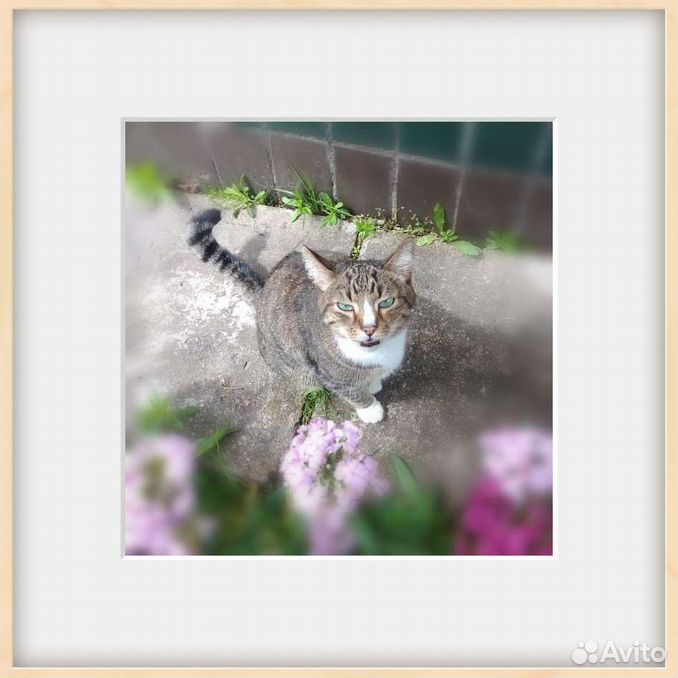 Котик"Китикет" в добрые руки