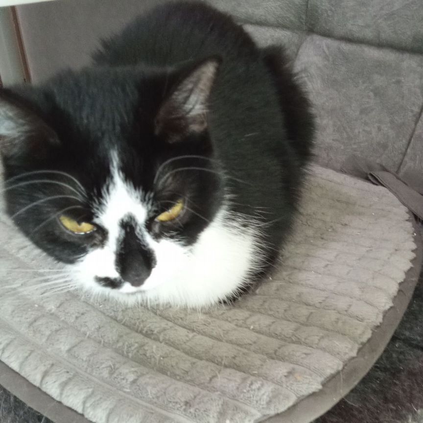 Взрослая, кошка в добрые руки