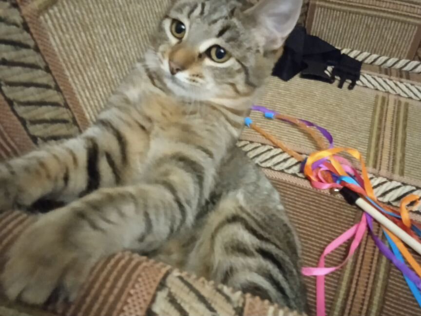 Котята в поисках дома