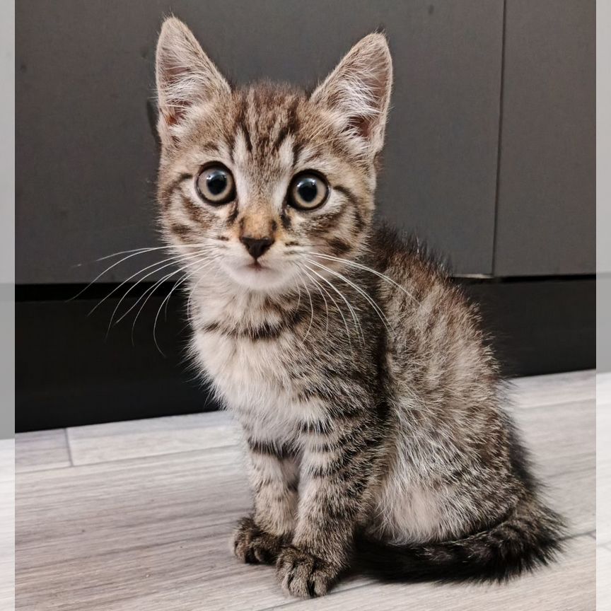 Котята в добрые руки бесплатно омск