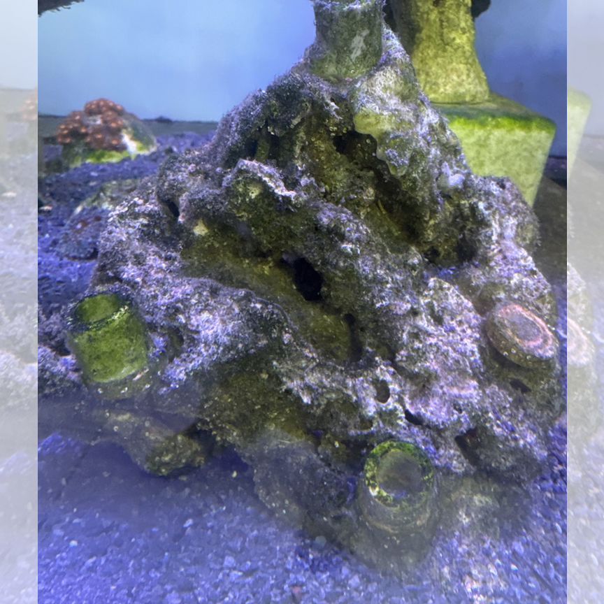 Живой камень для морского аквариума