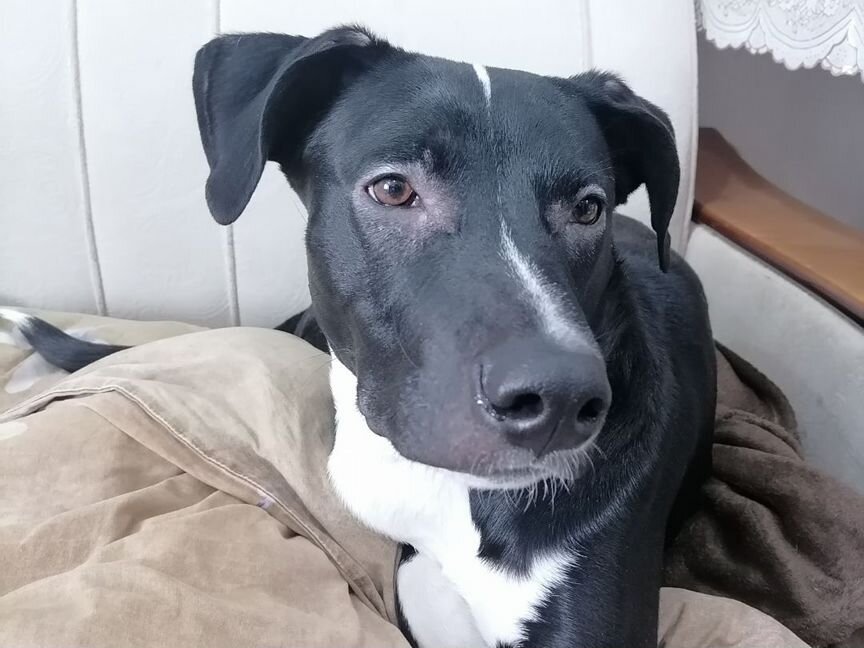 Собака в добрые руки