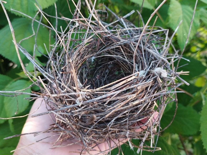 Птичье гнездо