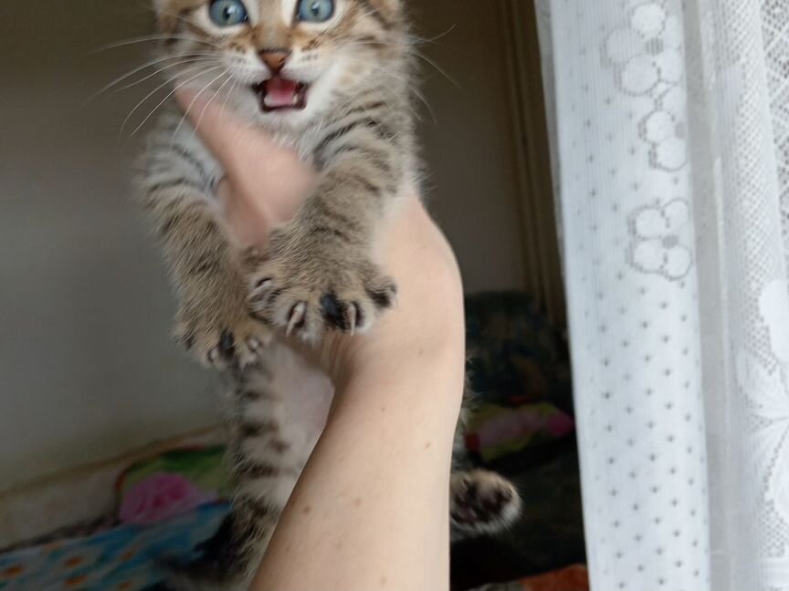 Отдам котенка в добрые руки