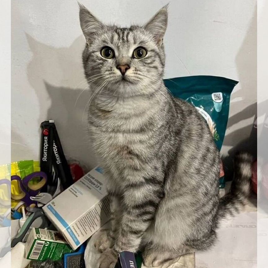 Шотландский вислоухий короткошёрстный, взрослый кот