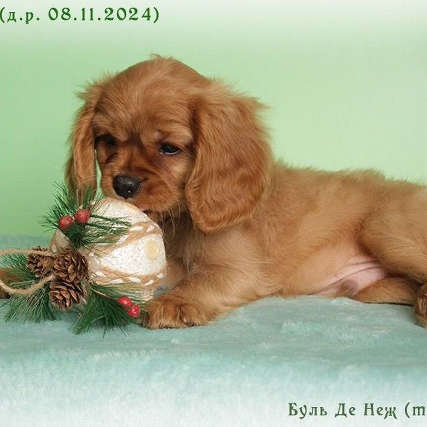 Кавалер кинг чарльз спаниель