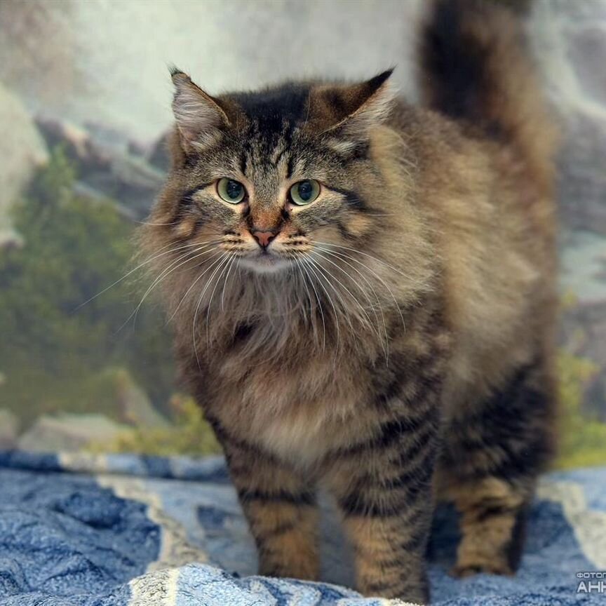 Кошка