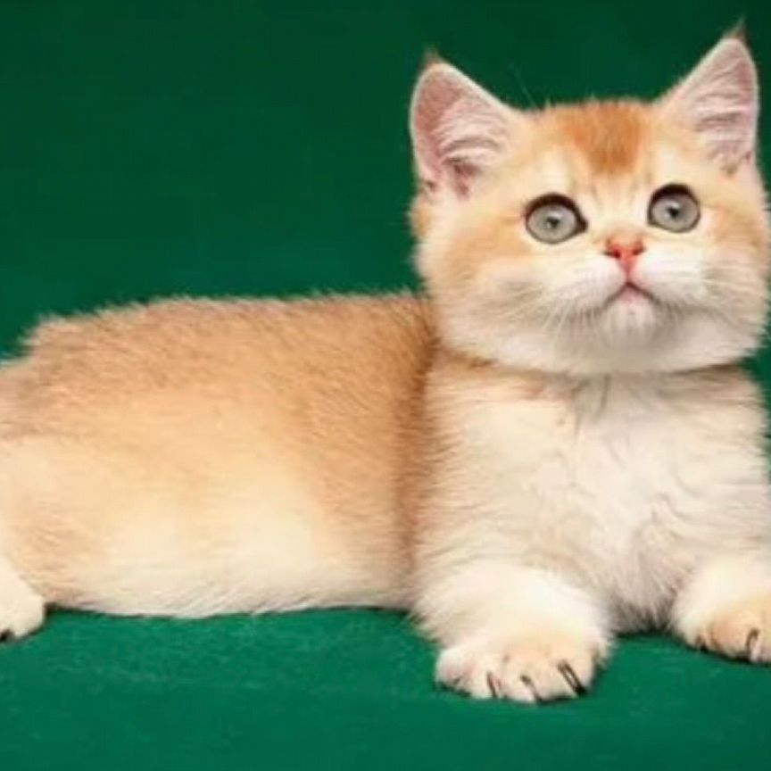 Котенок