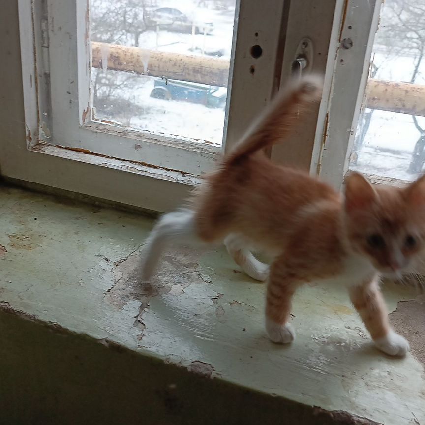 Котёнок в добрые руки