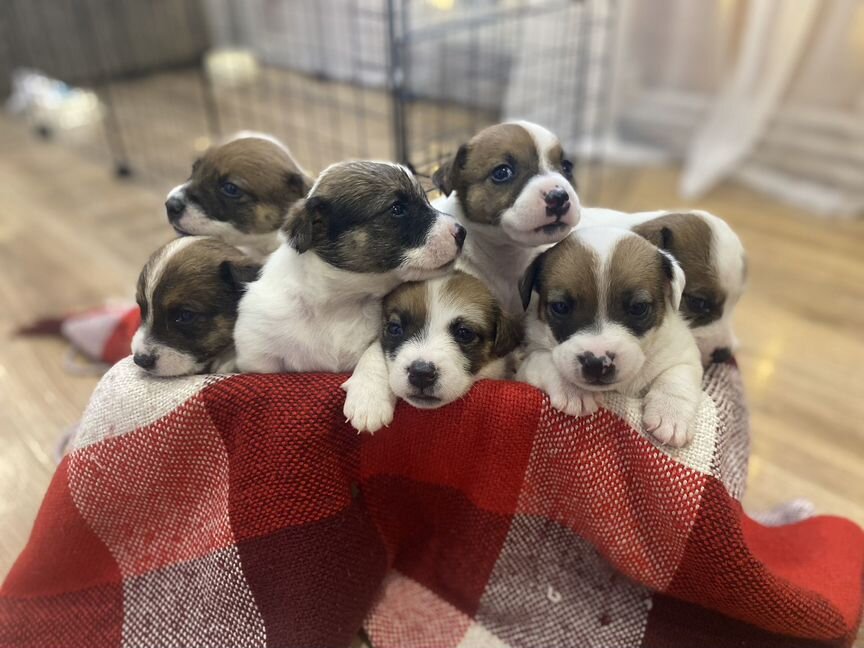 Щенки джек рассел терьер гладкошерстный