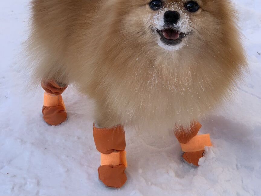 Сапожки для собачки