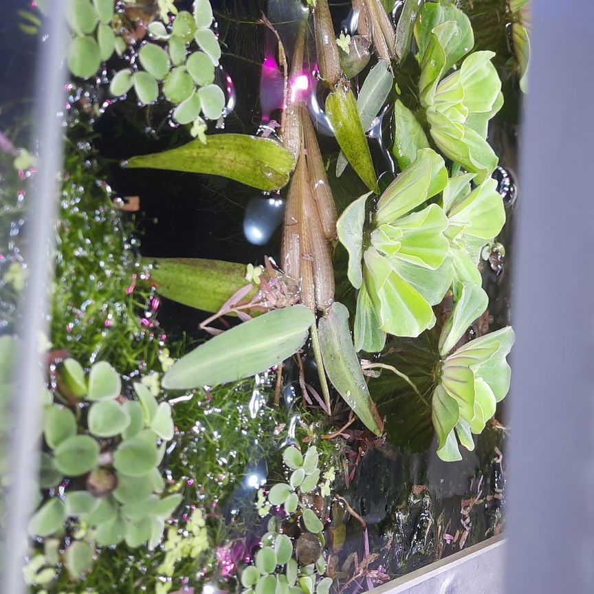 Плавающие аквариумные растения