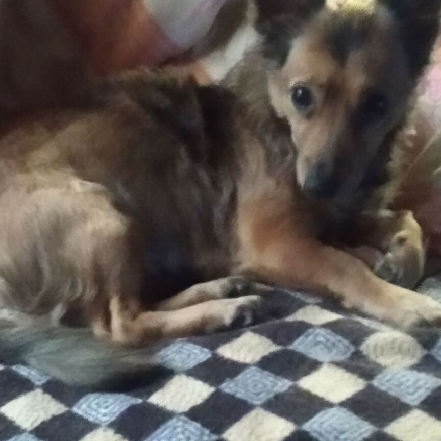 Отдам бесплатно домашнюю собачку