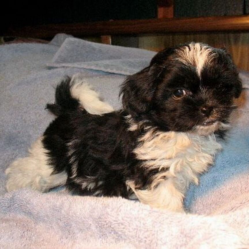 Щенки мальтипу