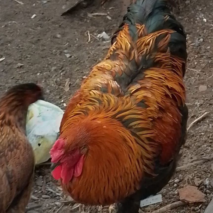 Куры