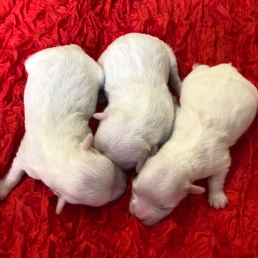 Мальтийская болонка, щенок