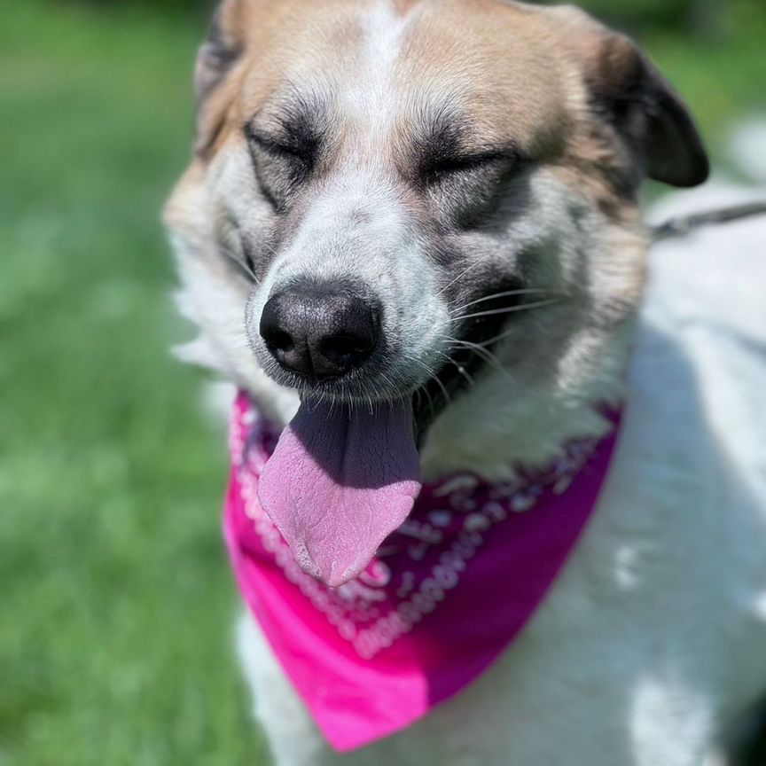 Скарлетт чудесная собачка из приюта ищет семью